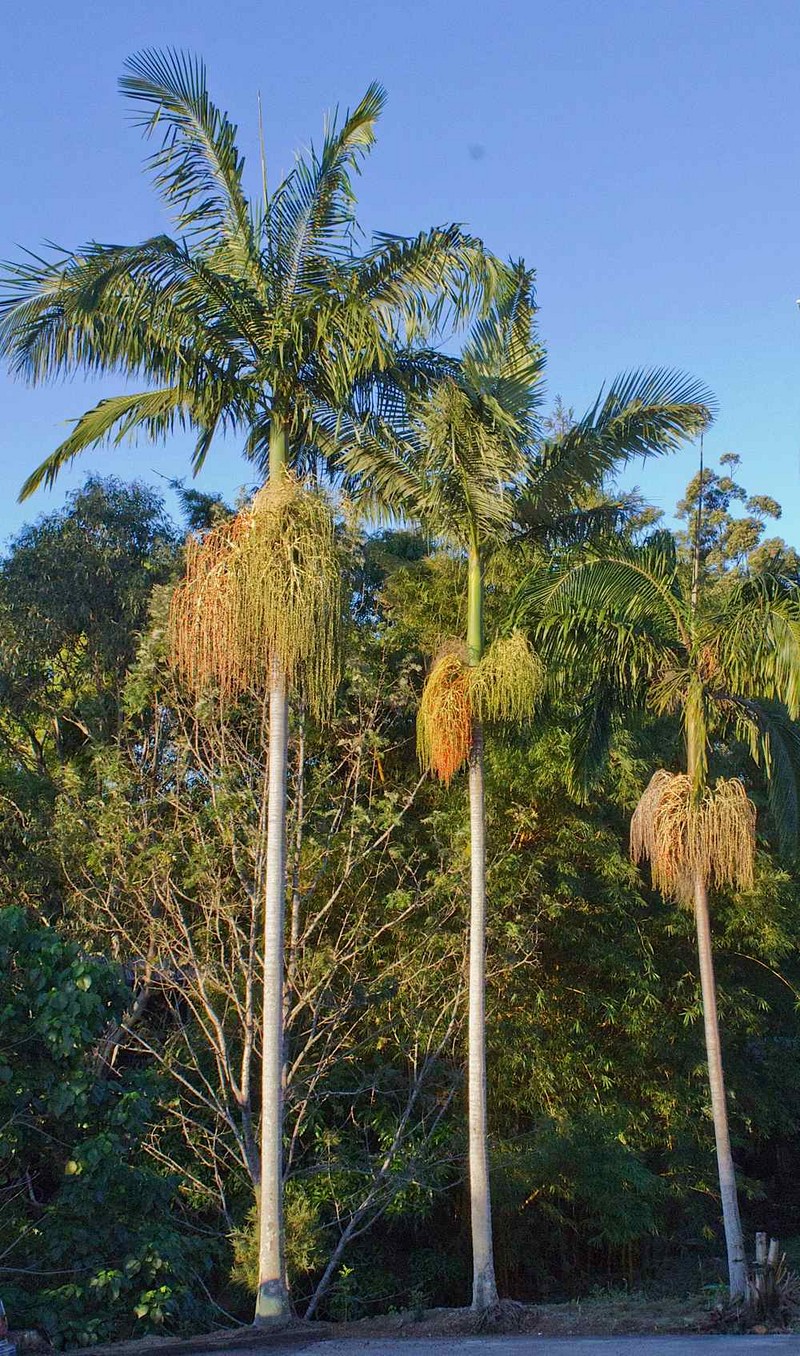 The Highs And Lows Of The Bangalow Palm Palms Online Australia